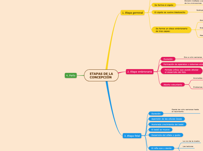 Etapas de la concepción - Mind Map